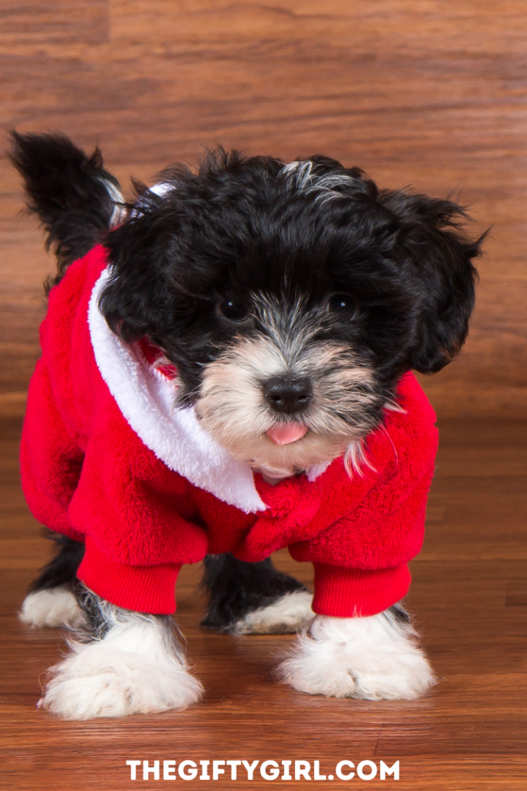 63 Fun Stuffers to put in your Dog Stocking ~ The Gifty Girl